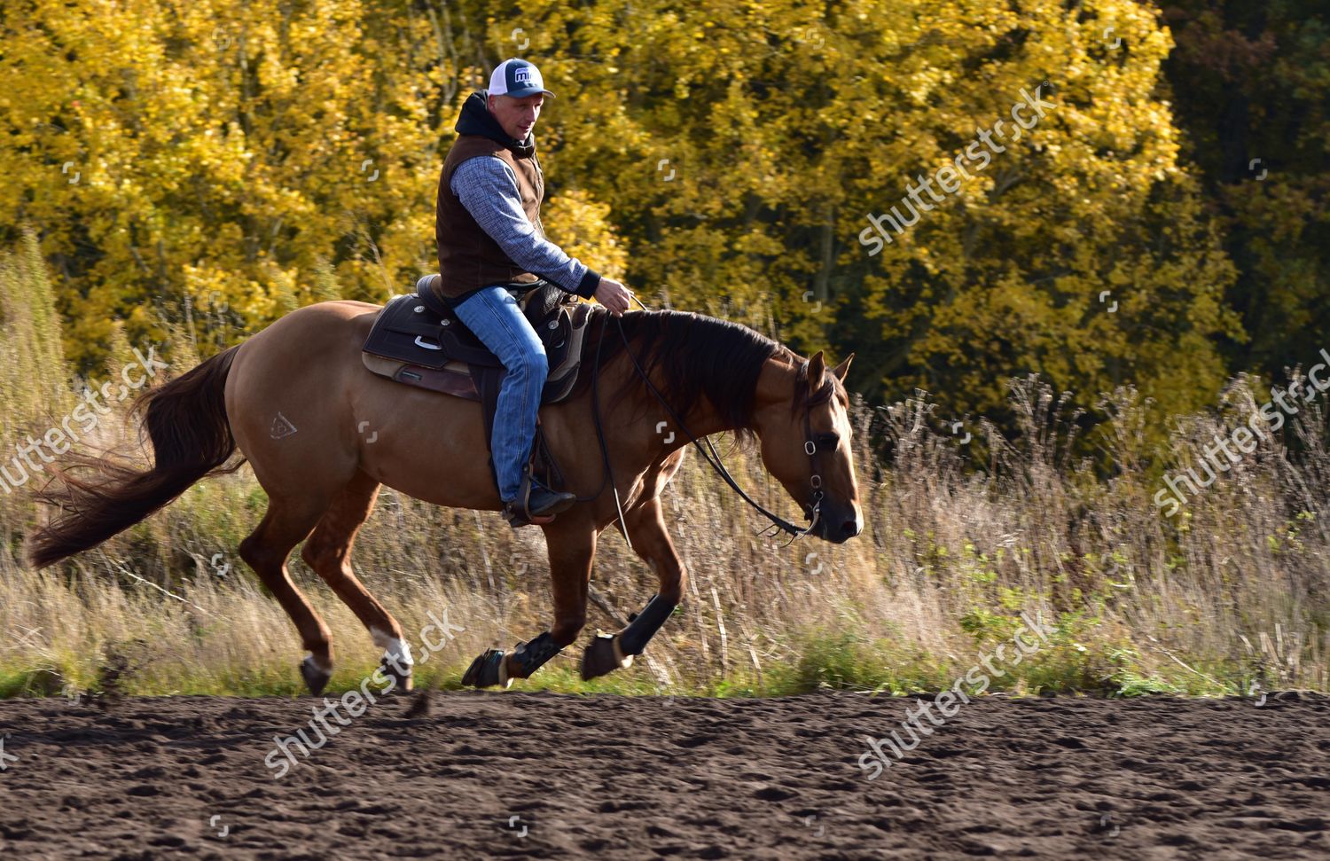 American Quarter Horse Stallion Training Canter Editorial Stock Photo ...