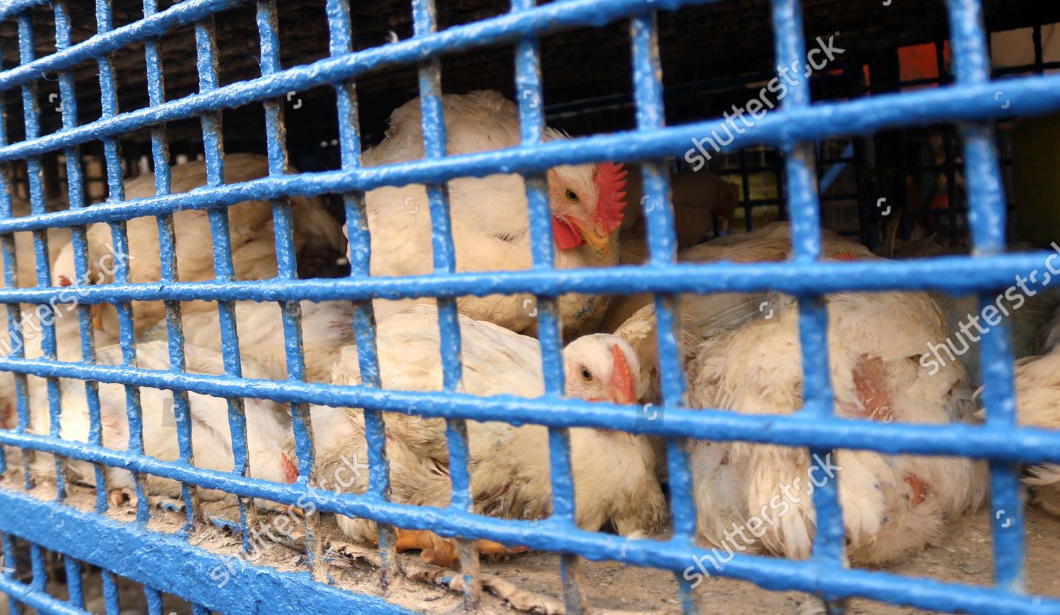Pakistani Vendor Sells Chickens Market Price Editorial Stock Photo ...