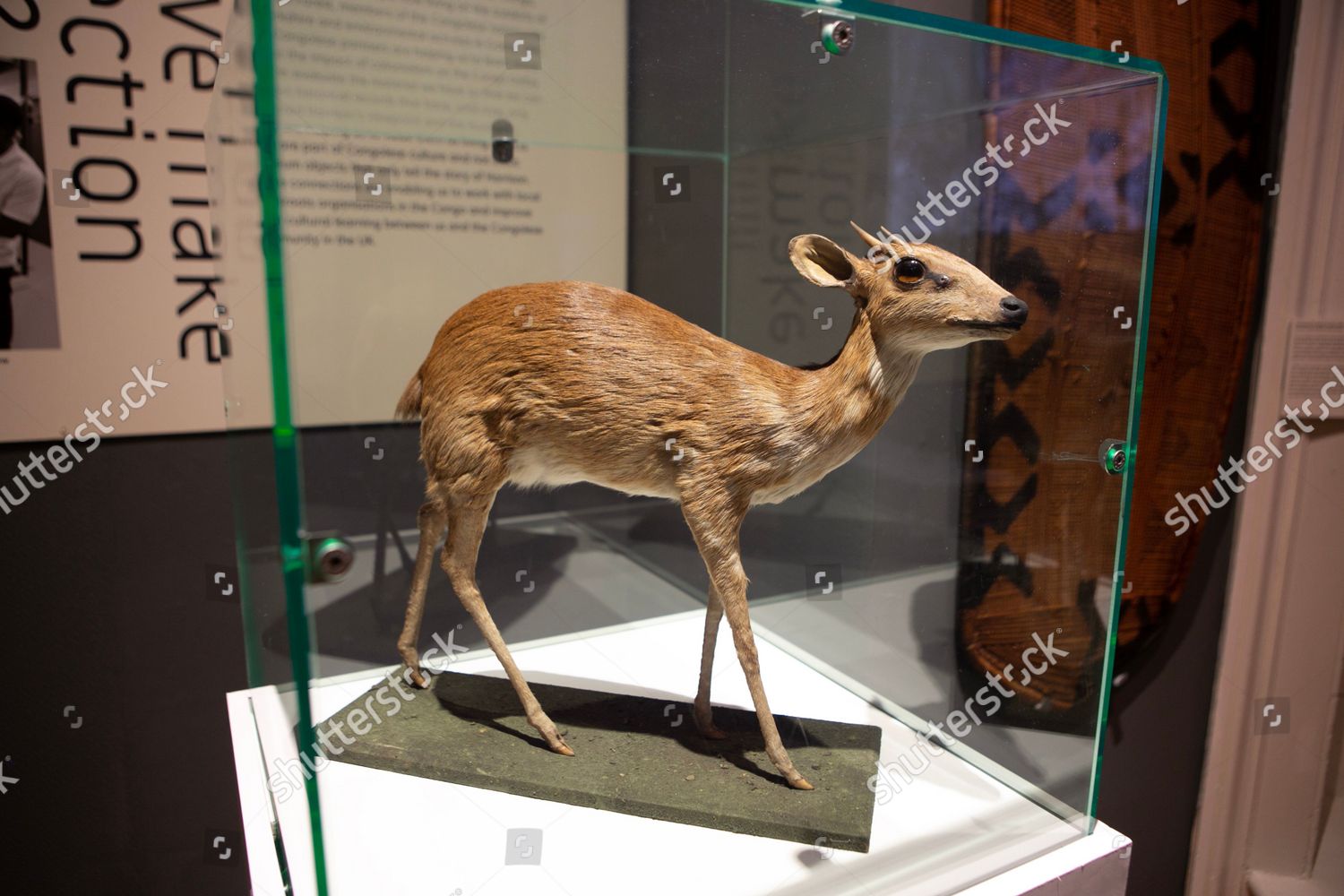 Pygmy Antelope Taxidermied Animal Remains Exhibited Editorial Stock ...