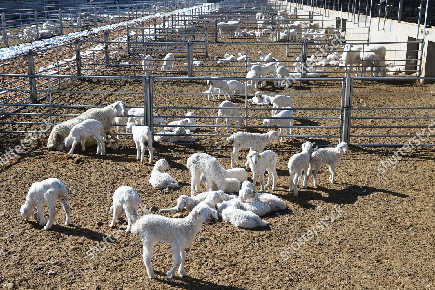 Newly Born Lambs Pictured Sheep Breeding Editorial Stock Photo - Stock ...