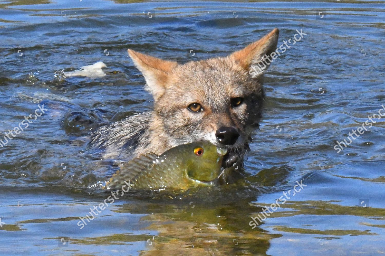 Fish Pout This Unusual Sight Jackal Editorial Stock Photo - Stock Image ...
