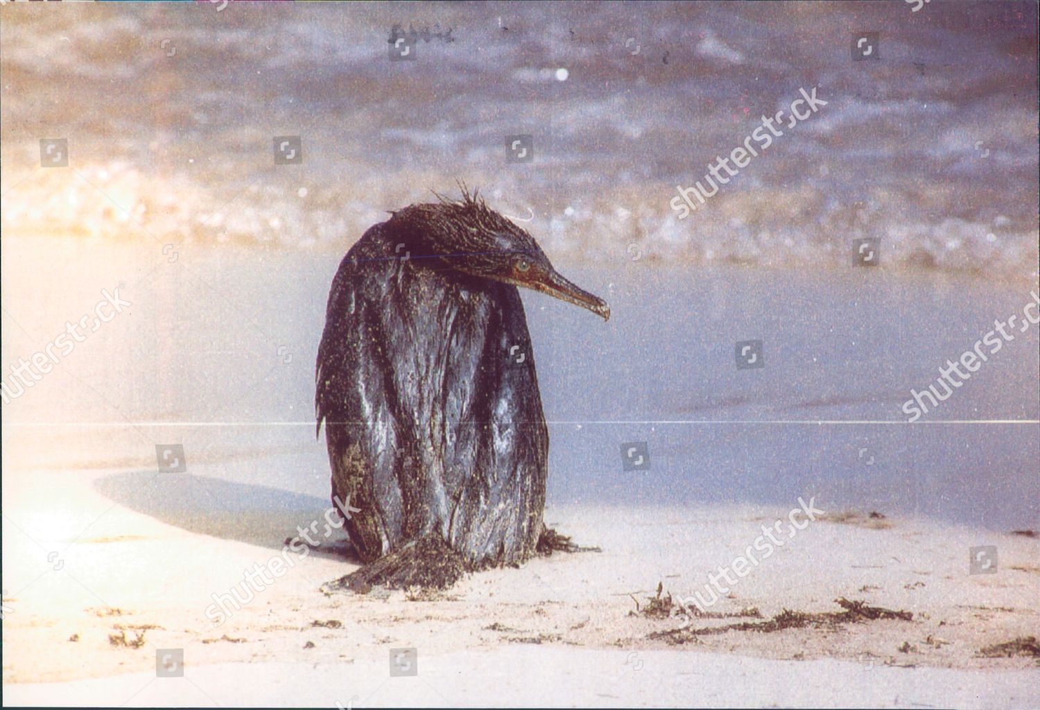 Gulf War Kuwait Oil Coated Cormorant Editorial Stock Photo - Stock ...