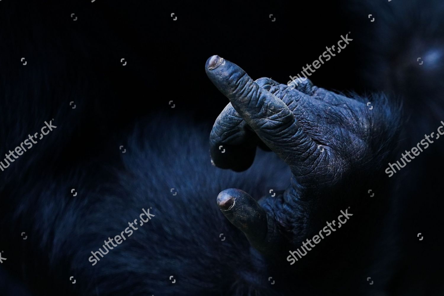 Close View Chimpanzees Pan Troglodytes Hand Editorial Stock Photo ...