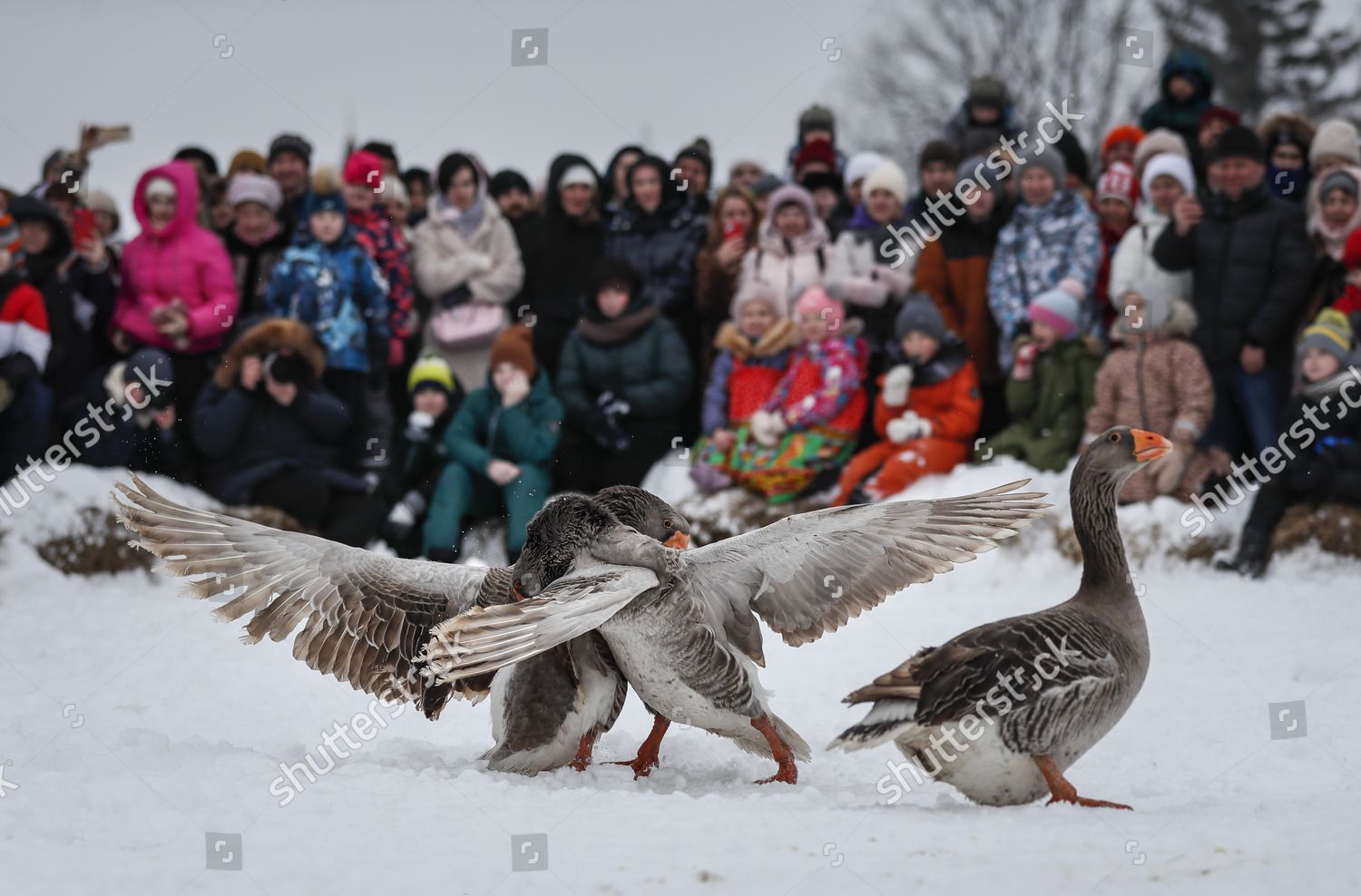 Russian People Look Goose Fighting During Editorial Stock Photo - Stock ...