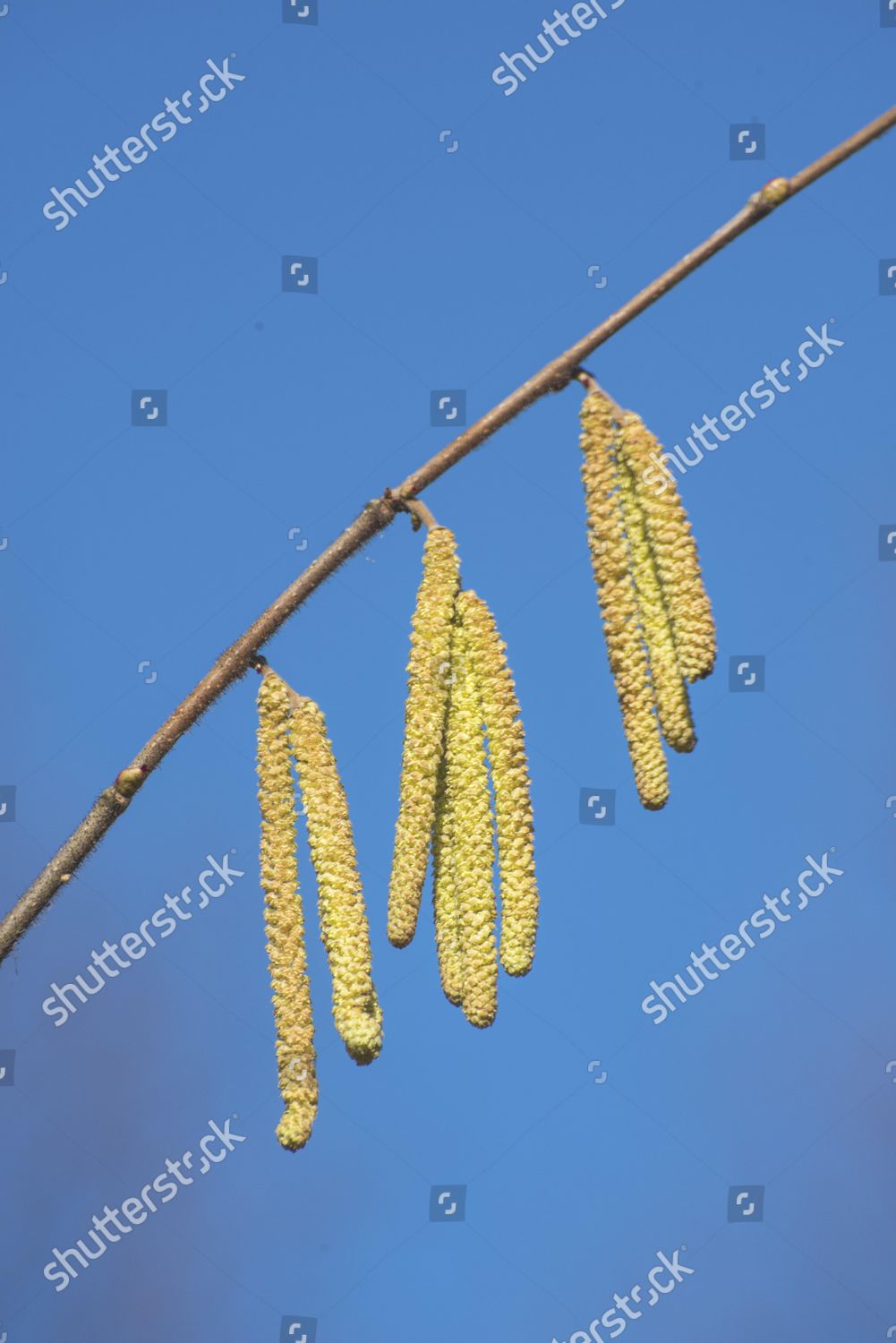 Common Hazel Corylus Avellana Pollen Editorial Stock Photo - Stock ...