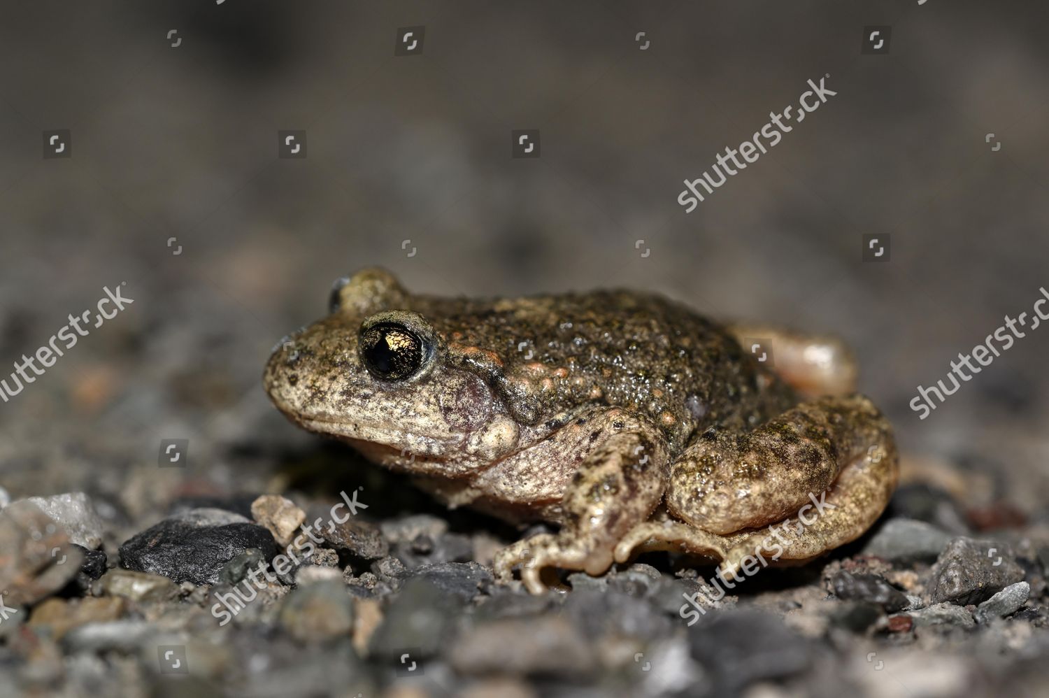 Common Midwife Toad Alytes Obstetricans Evening Editorial Stock Photo ...