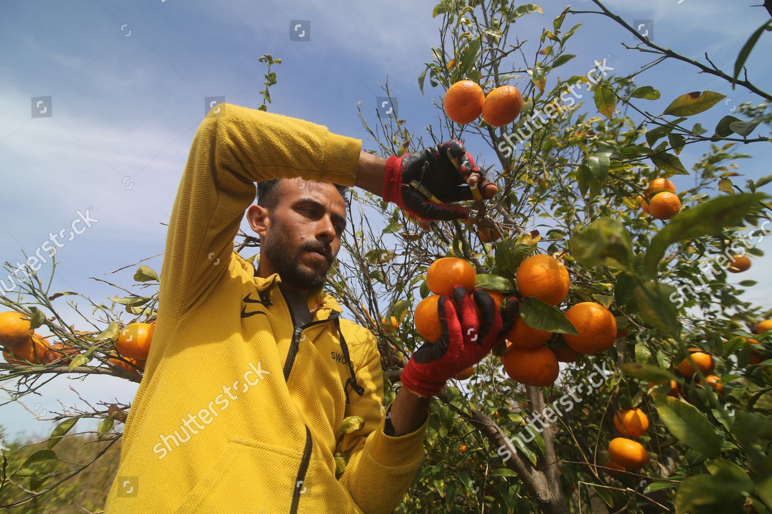 Palestinian Harvests Clementine Fruits Farm Southern Editorial Stock ...