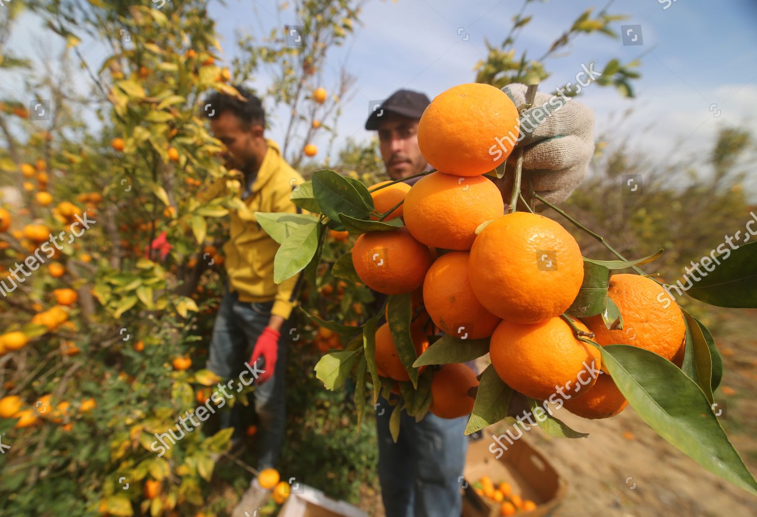 Palestinian Displays Clementine Fruits Farm Southern Editorial Stock ...