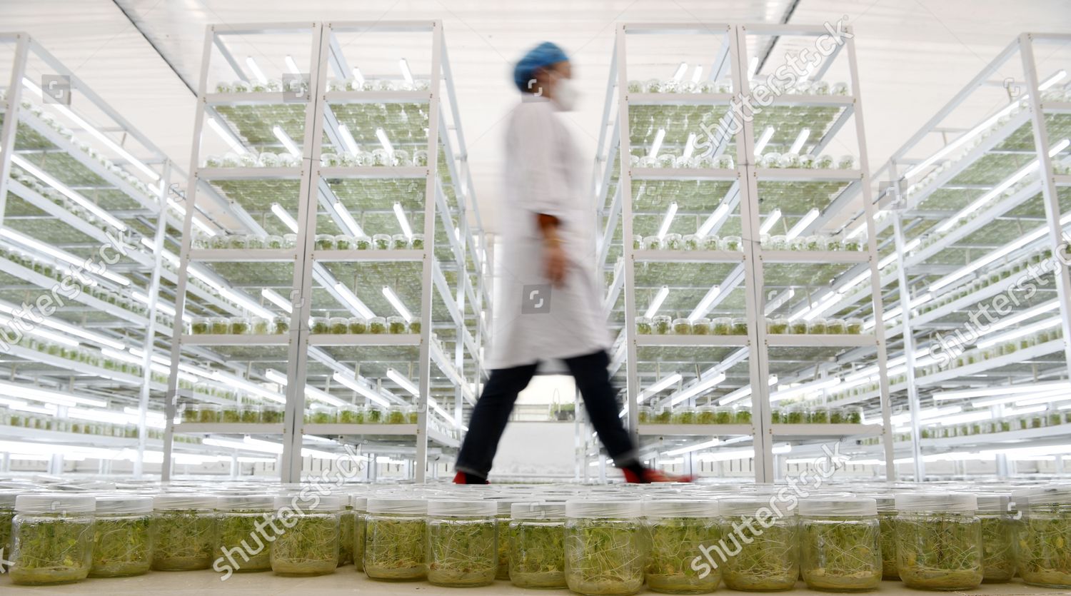 Staff Member Patrols Potato Cultivation Center Editorial Stock Photo ...