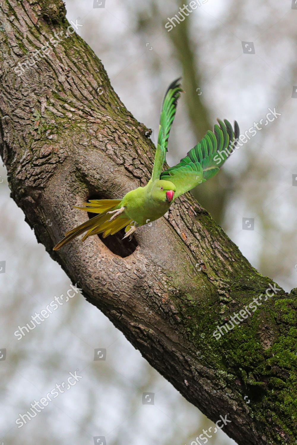 Parrot Flies Park Fiftieth Anniversary Brussels Editorial Stock Photo ...