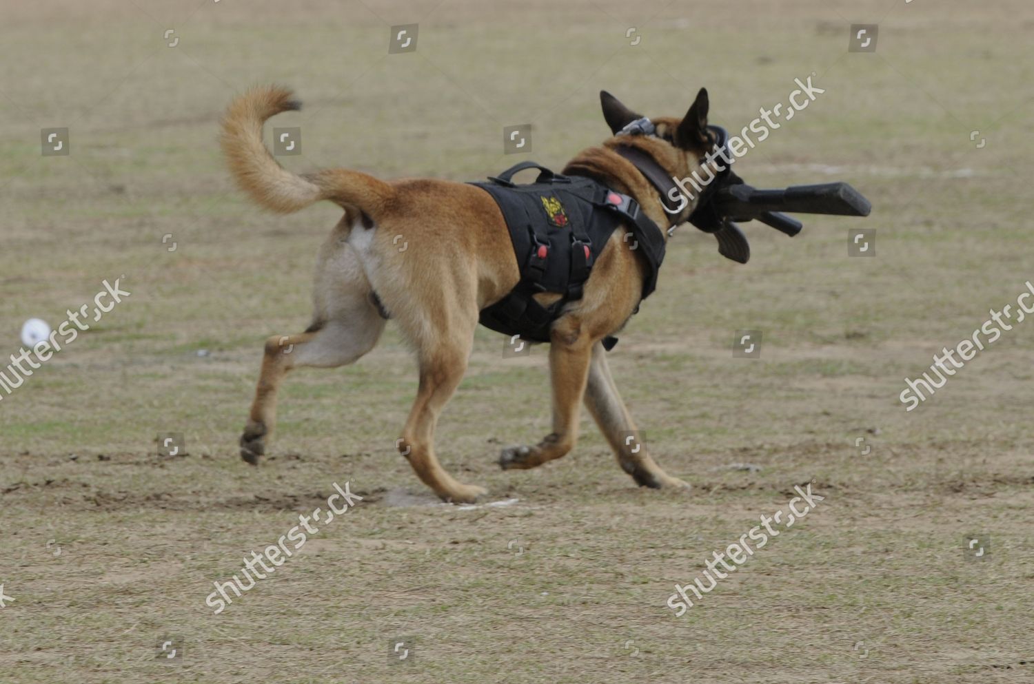 National Security Guards Nsg Dog Commando Editorial Stock Photo - Stock ...