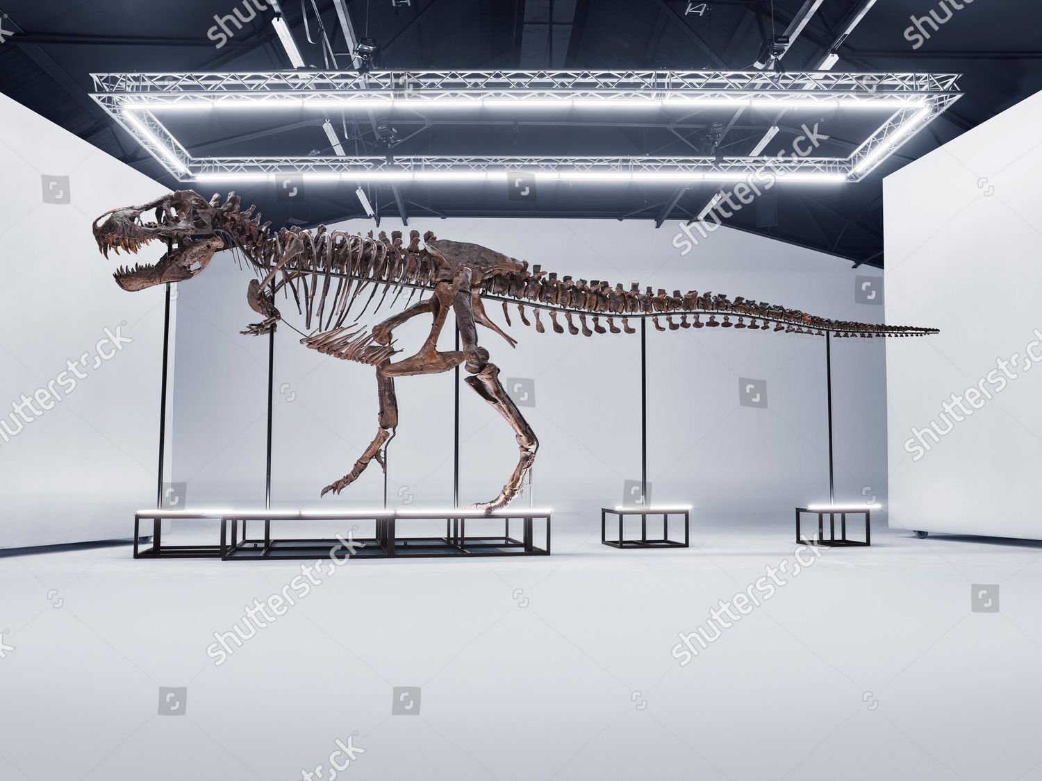 Trextasy a Fully Complete Skeleton Tyrannosaurs Editorial Stock Photo ...