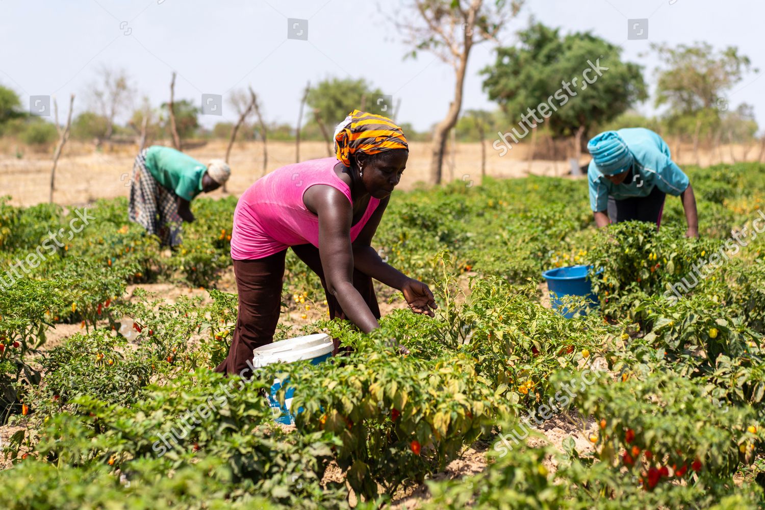 Ghanaian Women Farmers Harvest Pepper Fields Editorial Stock Photo ...