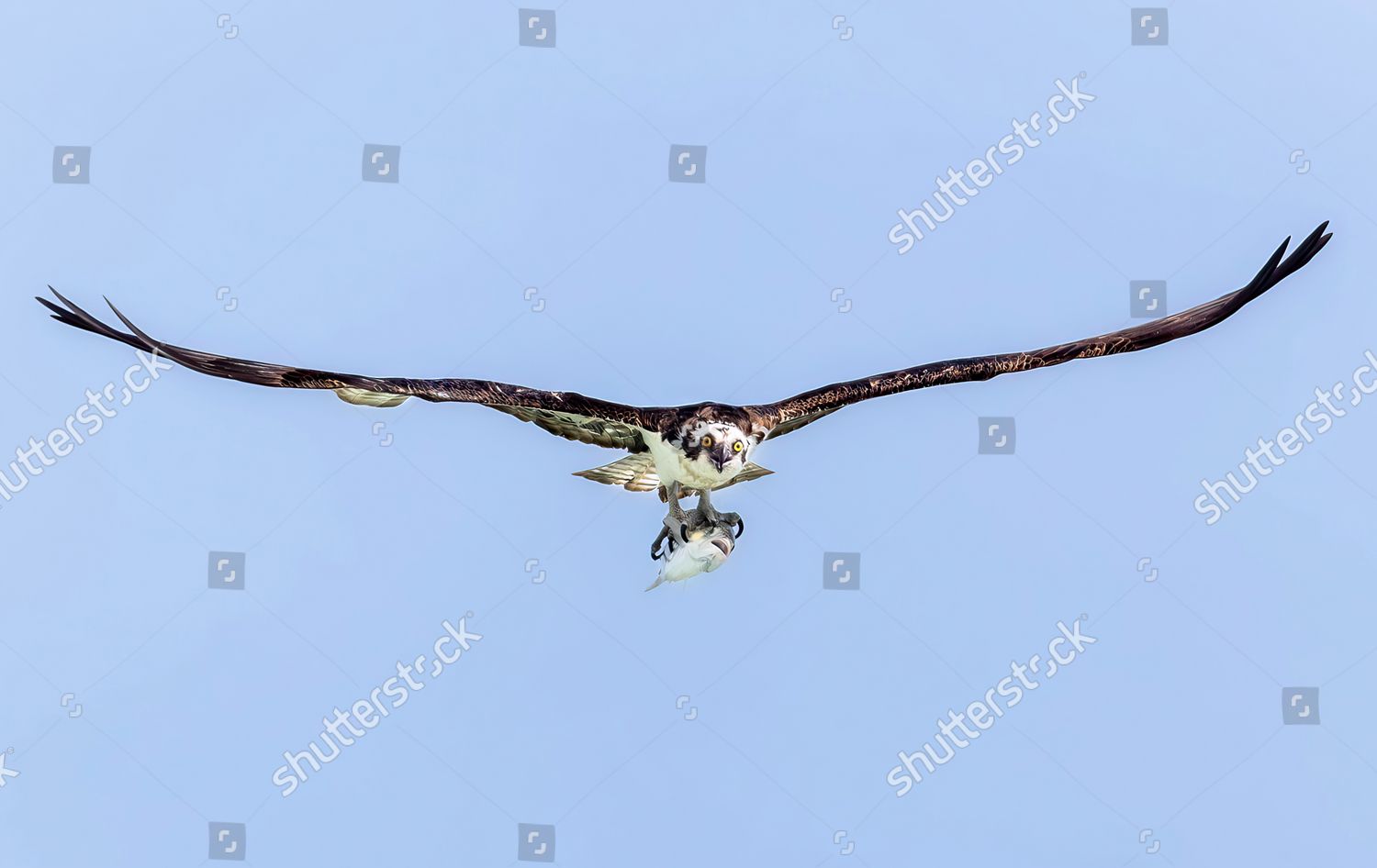 This Moment Wings Osprey Fold Lines Editorial Stock Photo - Stock Image ...