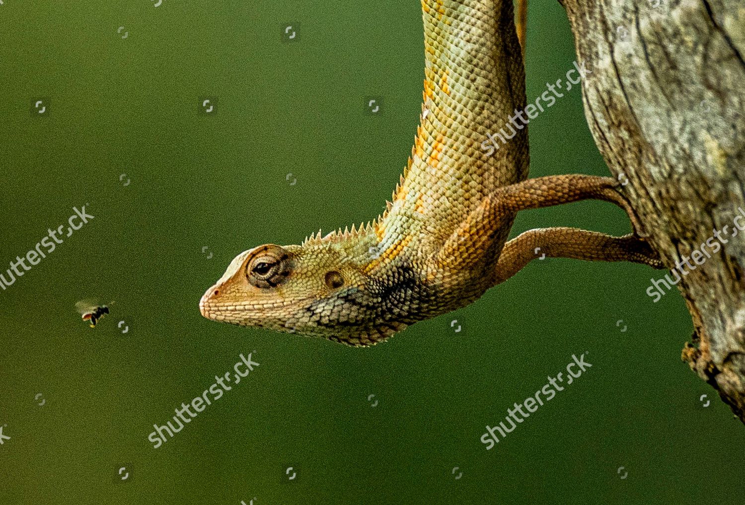 This Foolish Fly Pestered Lizard Long Editorial Stock Photo - Stock ...