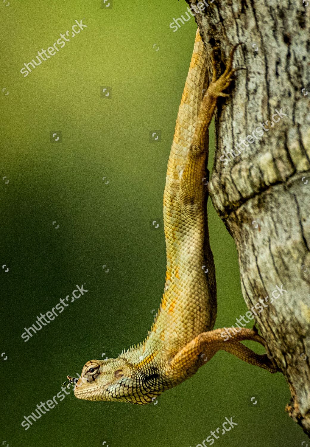 This Foolish Fly Pestered Lizard Long Editorial Stock Photo - Stock ...