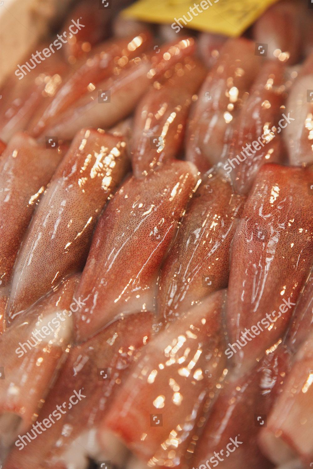 Fresh Squid Fish Market Tsukiji Japan Editorial Stock Photo - Stock ...