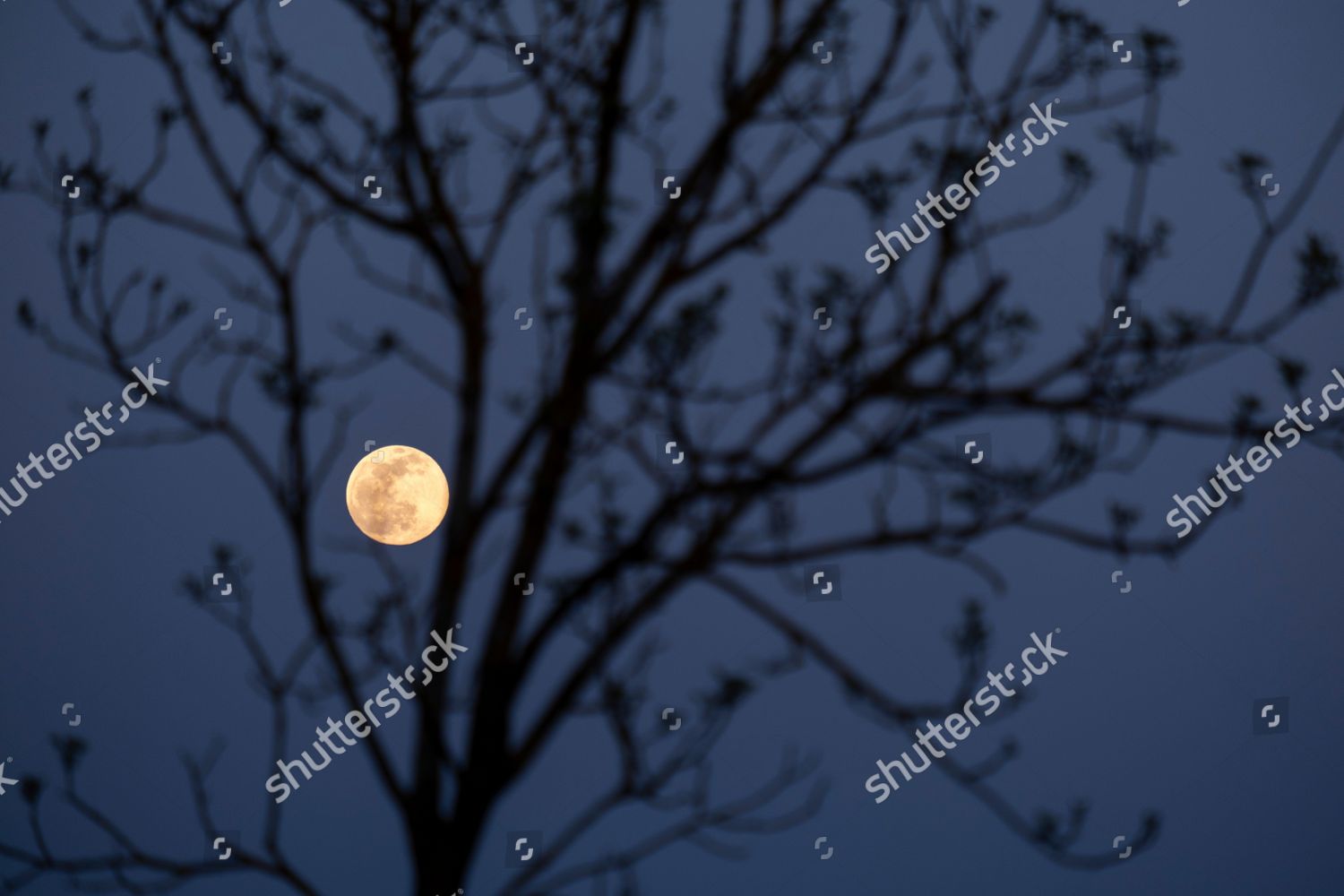 Full Moon Pink Moon April Seen Editorial Stock Photo - Stock Image ...