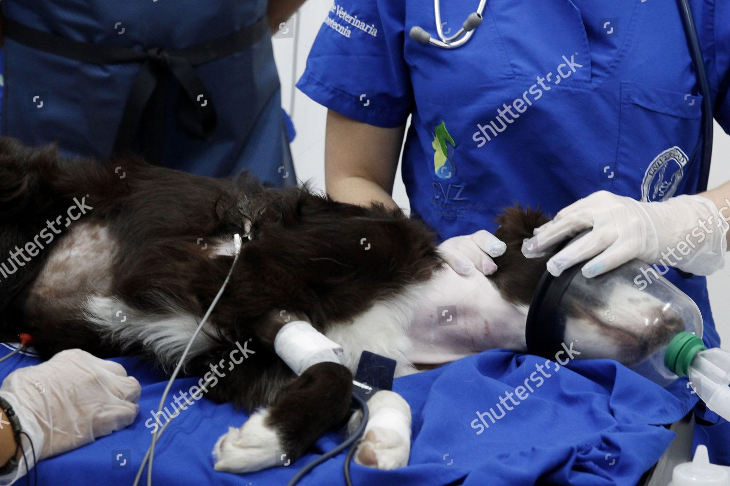 Human Health Veterinary Medicine Professionals Perform Editorial Stock ...