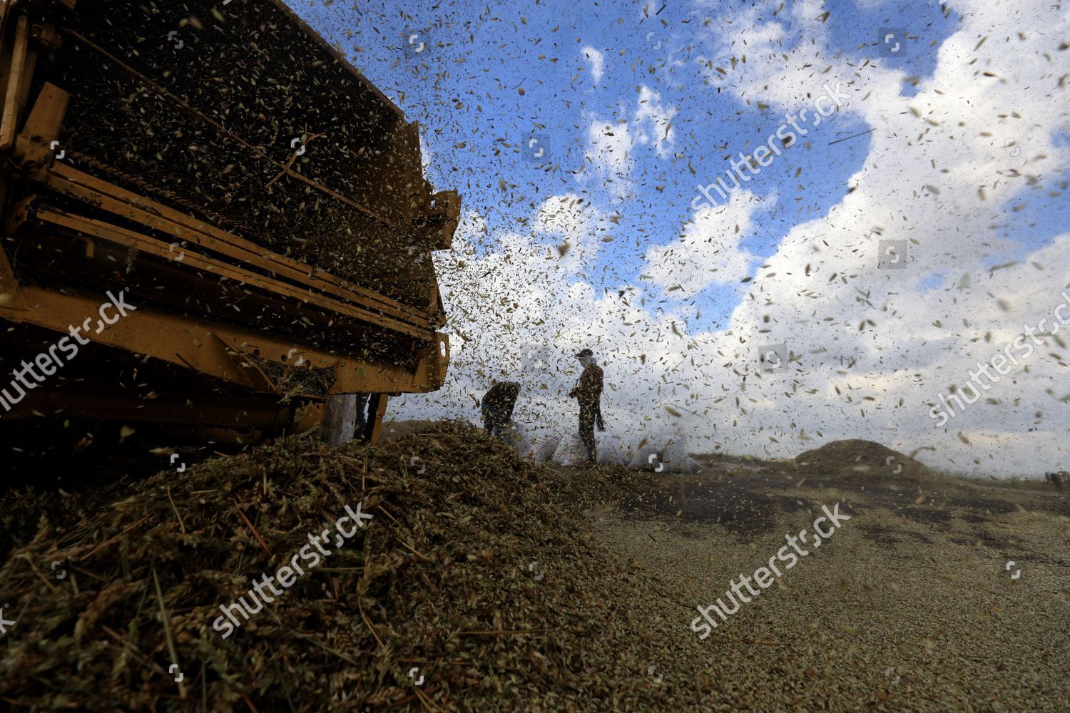 Straw Chaff Blown Machine During Phase Editorial Stock Photo - Stock ...