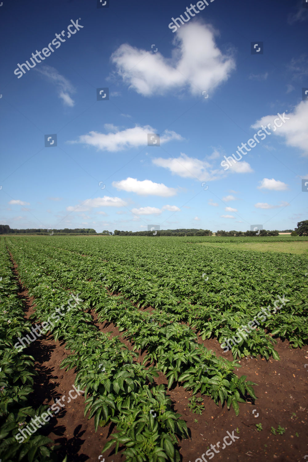Field Potatoes Seen Farm Norfolk England Editorial Stock Photo - Stock ...