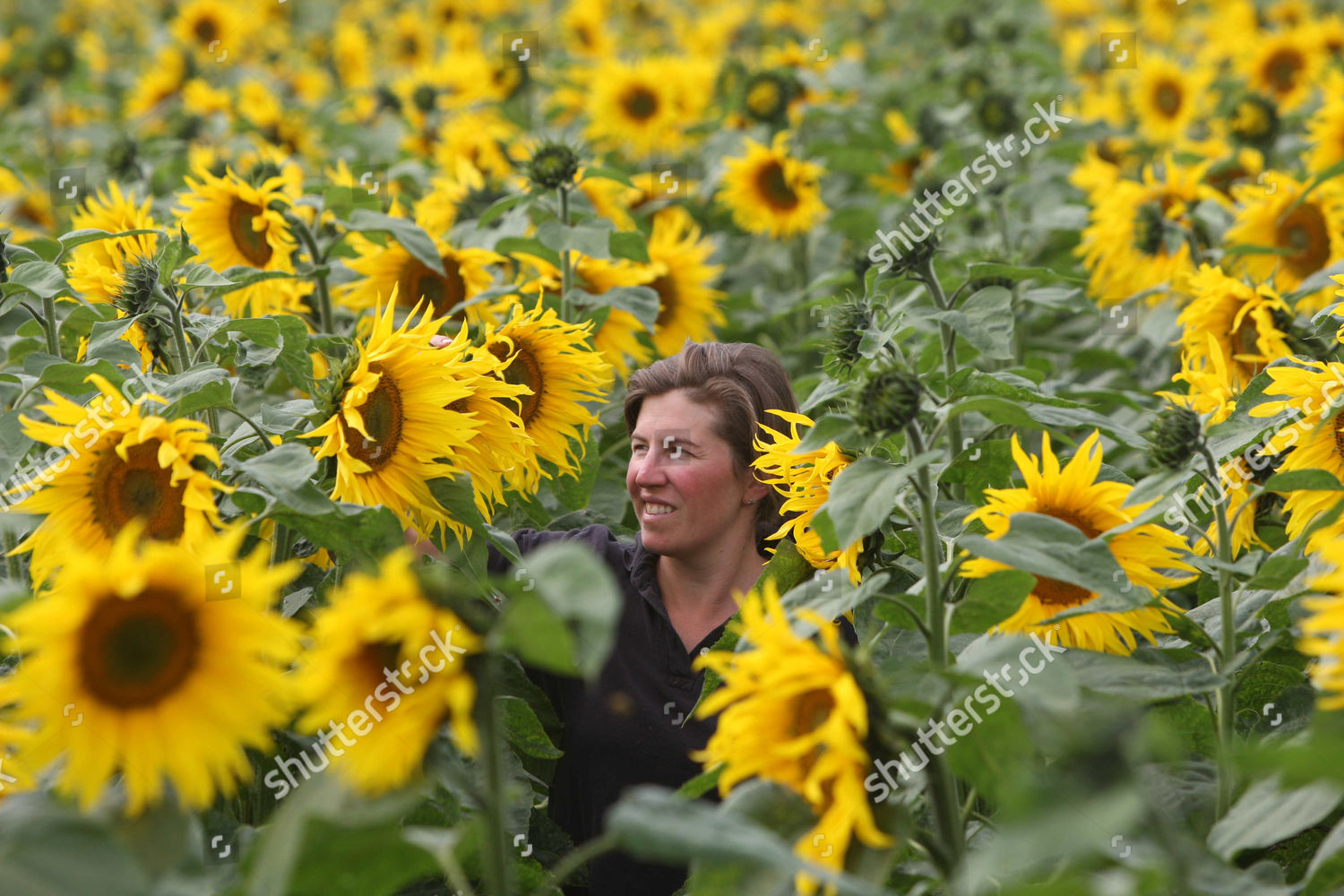 Lucy Watts Checking Her Crop Sunflowers Editorial Stock Photo - Stock ...