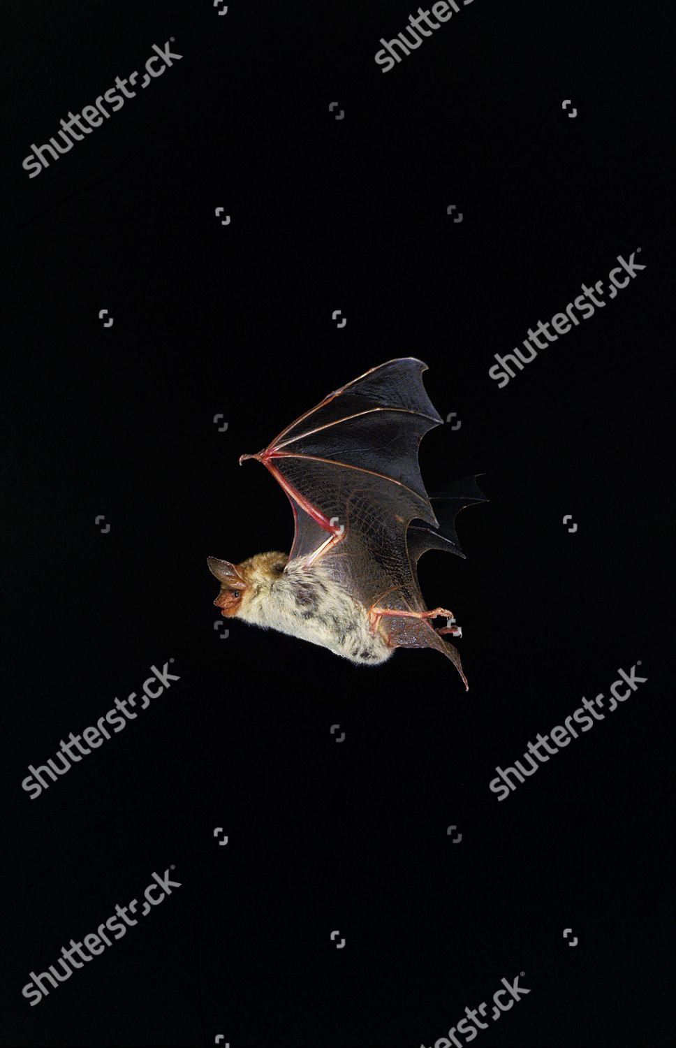 Mouseeared Bat Myotis Myotis Flying France Editorial Stock Photo ...