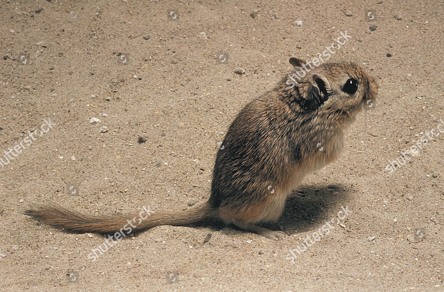 North African Gerbil Gerbillus Campestris Sand Editorial Stock Photo ...