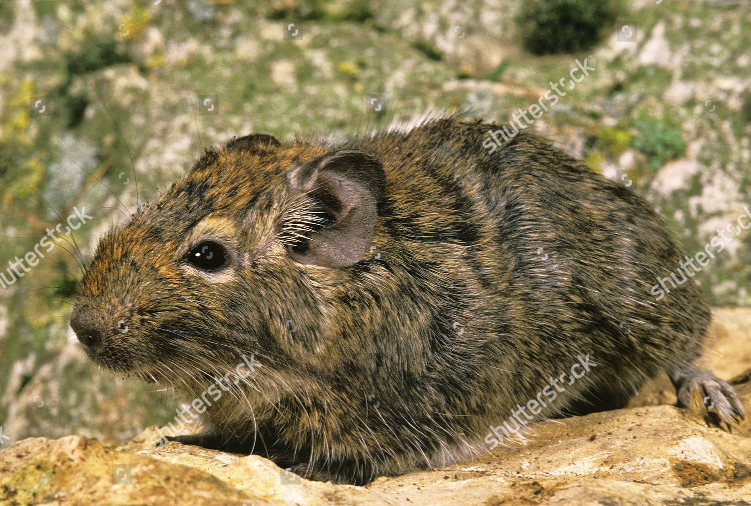 Degu Chilean Rat Octodon Degus Editorial Stock Photo - Stock Image ...