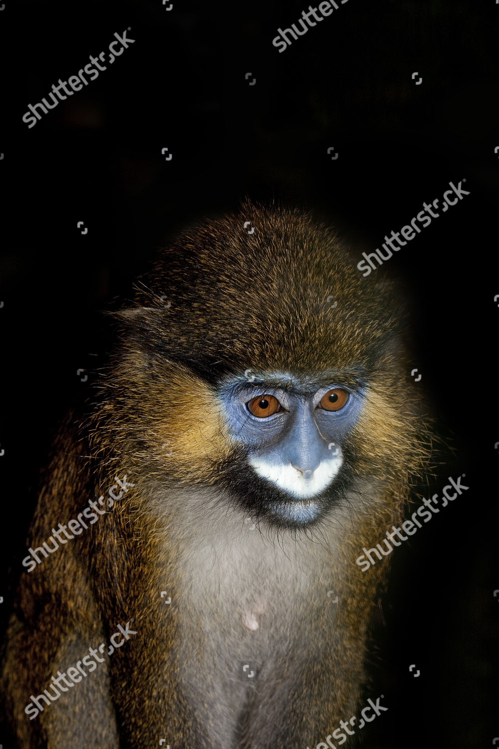 Moustached Monkey Mustached Monkey Cercopithecus Cephus Editorial Stock ...