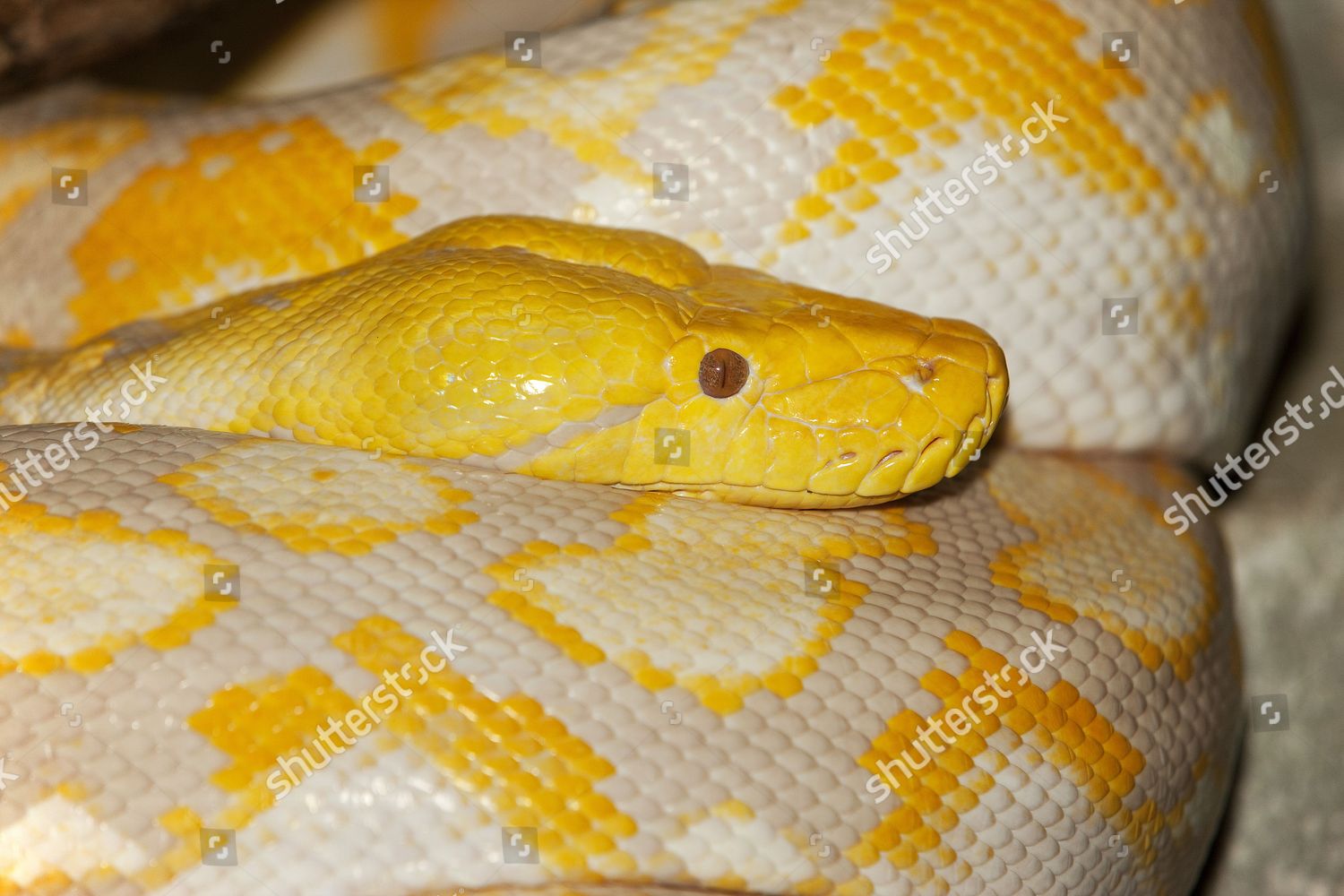 Albino Reticulated Python Python Reticulatus Editorial Stock Photo ...