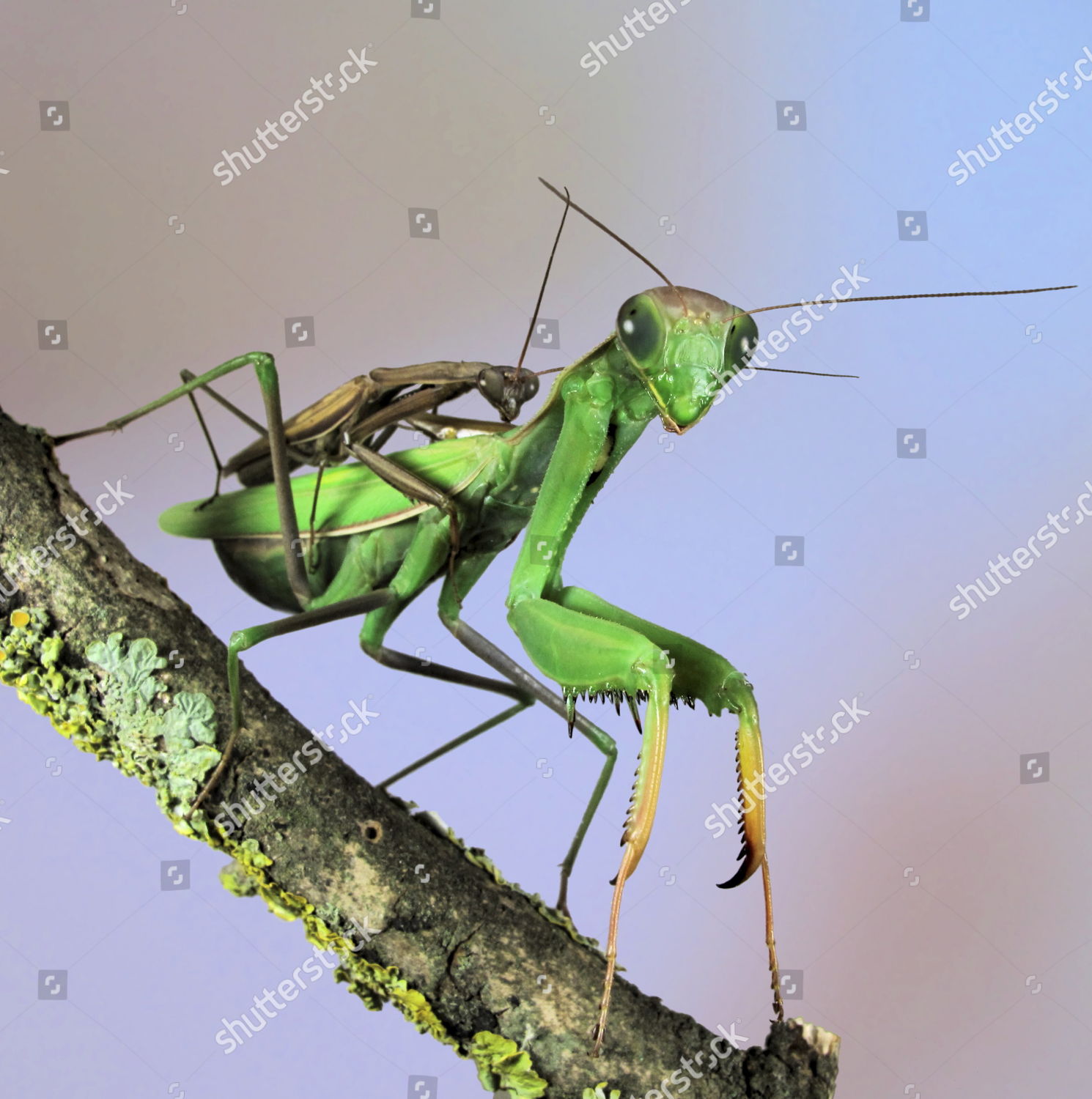 Tiny Male Mantis Mantis Religiosa Mating Editorial Stock Photo - Stock ...