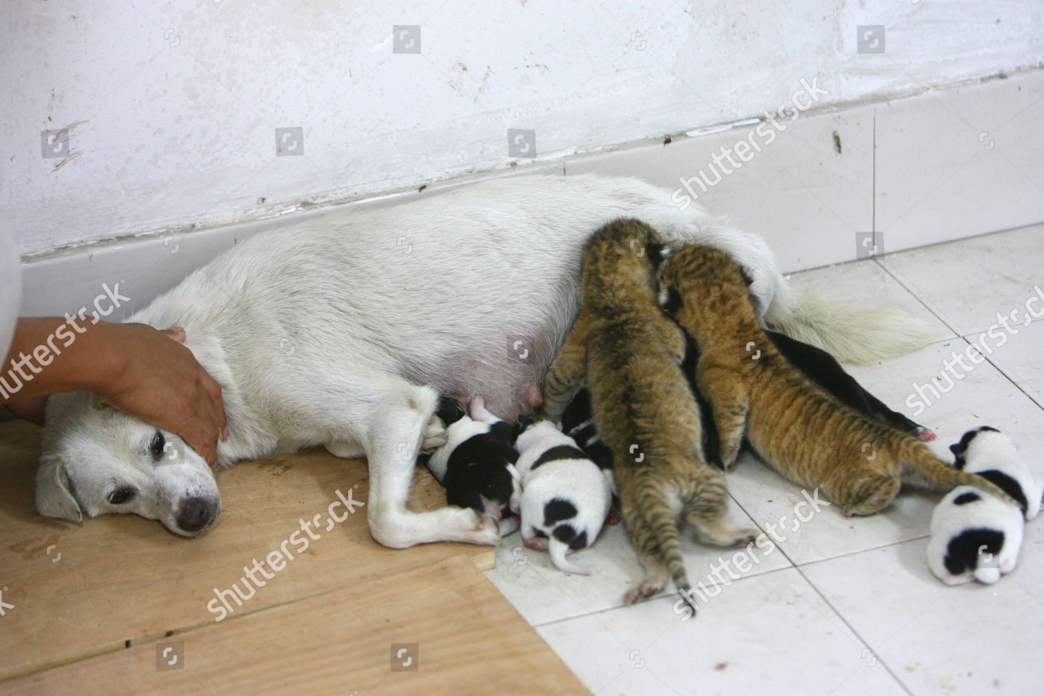 Pet Dog Xiao Bai Nursing Two Editorial Stock Photo - Stock Image ...