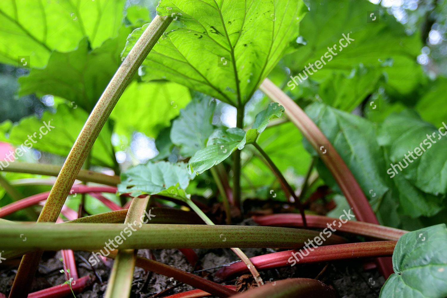 Rhubarb Rheum Rhaponticum Editorial Stock Photo - Stock Image ...