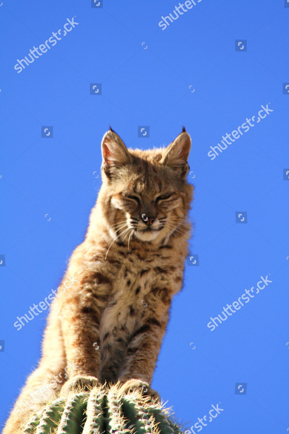 Bobcat On Top Giant Saguaro Cactus Editorial Stock Photo - Stock Image ...