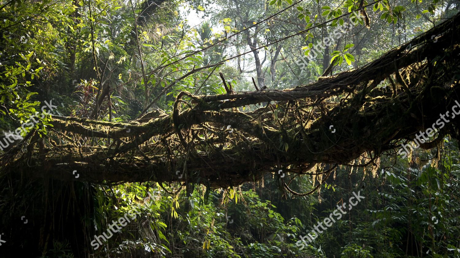 Detail Living Tree Root Bridge Near Editorial Stock Photo - Stock Image ...