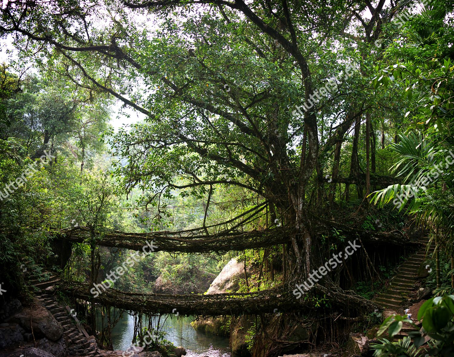 Double Decker Living Tree Root Bridge Editorial Stock Photo - Stock ...