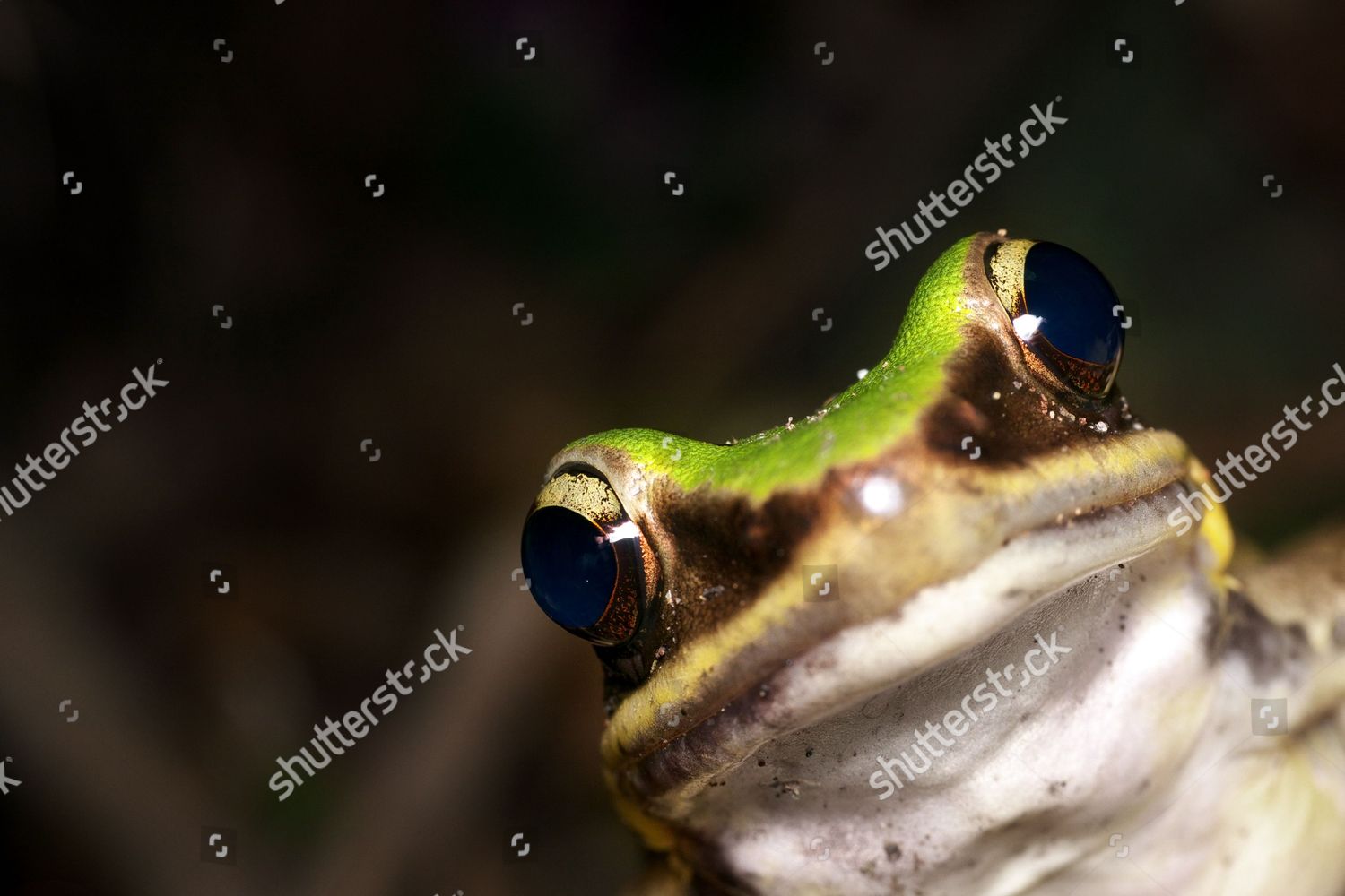 Common Tree Frog Jungle Around Nongriat Editorial Stock Photo - Stock ...