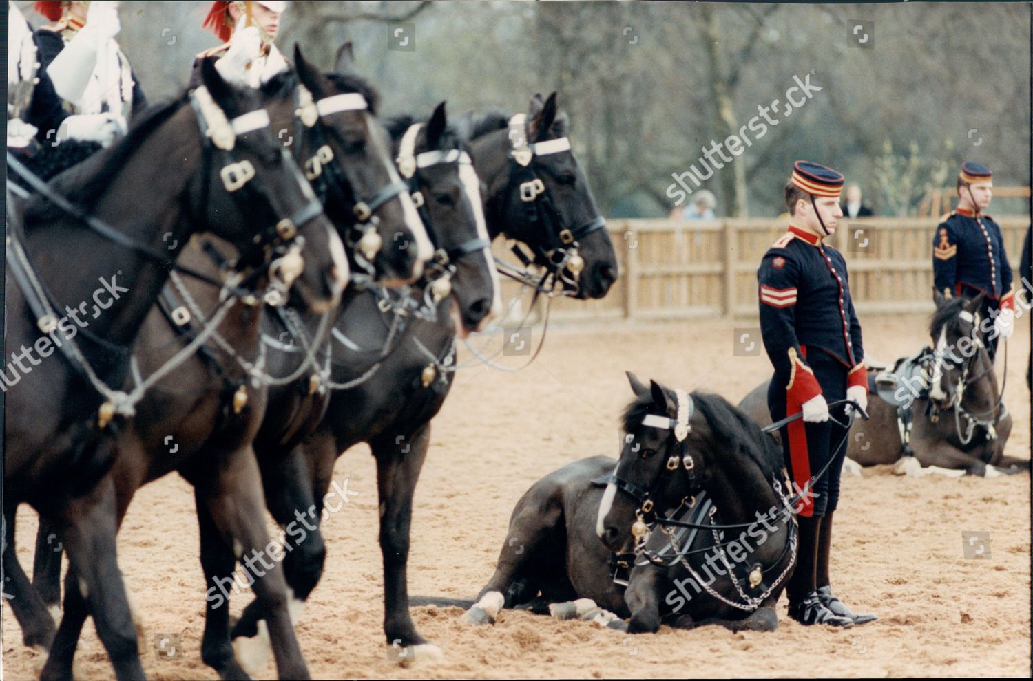 Army Regiments Royal Household Cavalry Mounted Editorial Stock Photo ...