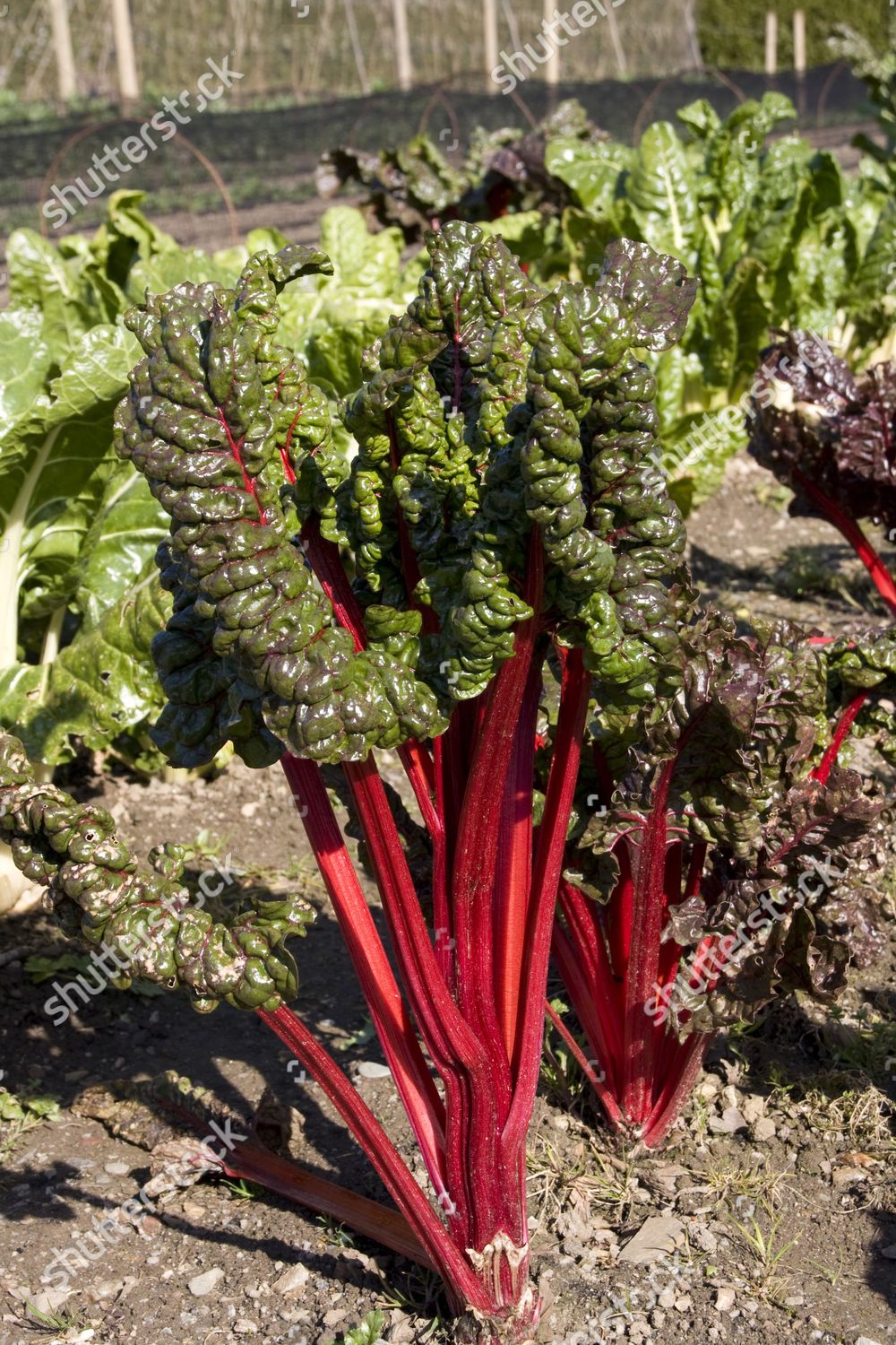 Chard Swiss Chard Silverbeet Perpetual Spinach Editorial Stock Photo ...