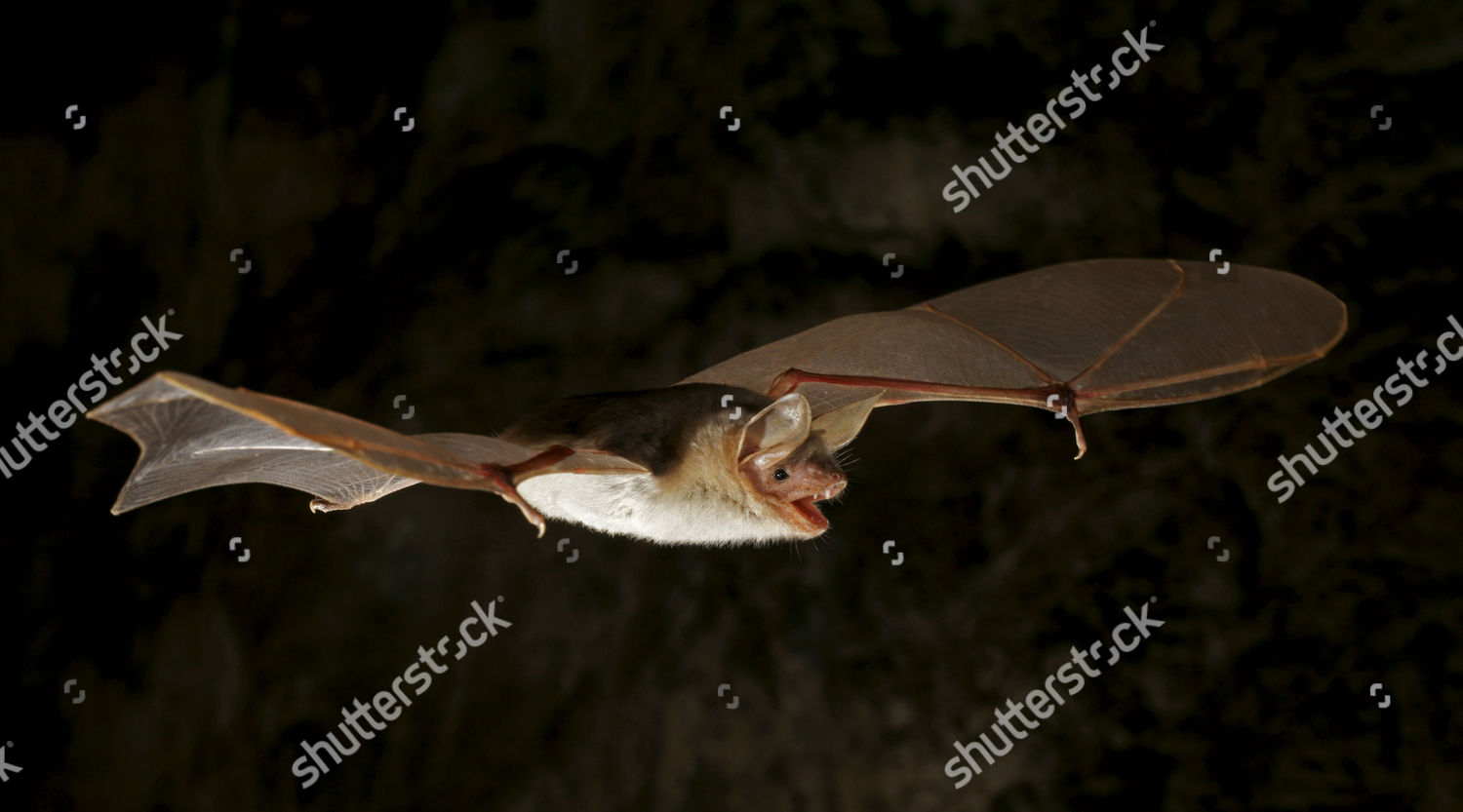 Lesser Mouseeared Bat Myotis Blythii Myotis Editorial Stock Photo ...