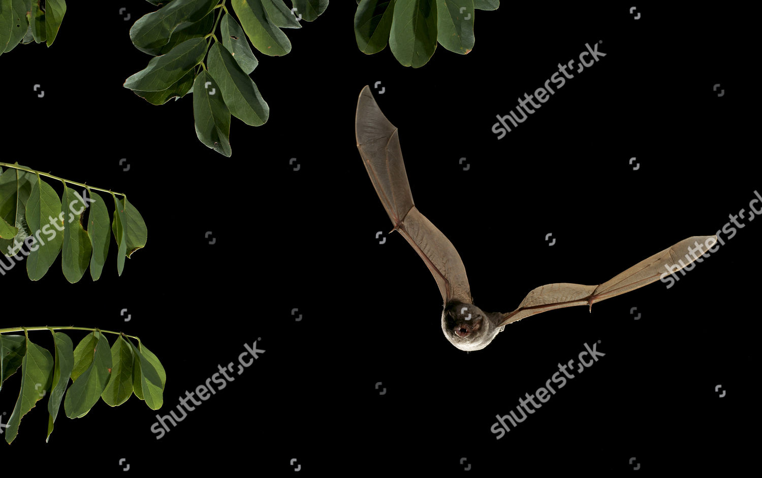 Common Bentwing Bat Schreibers Longfingered Bat Editorial Stock Photo ...