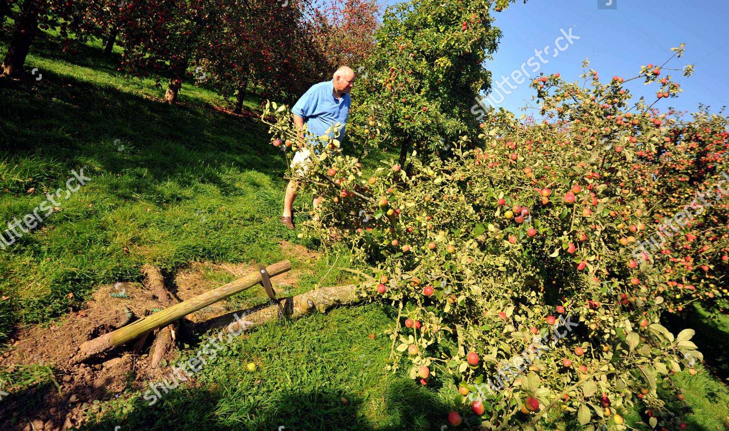 Rupert Best Tree That Fell Over Editorial Stock Photo - Stock Image ...
