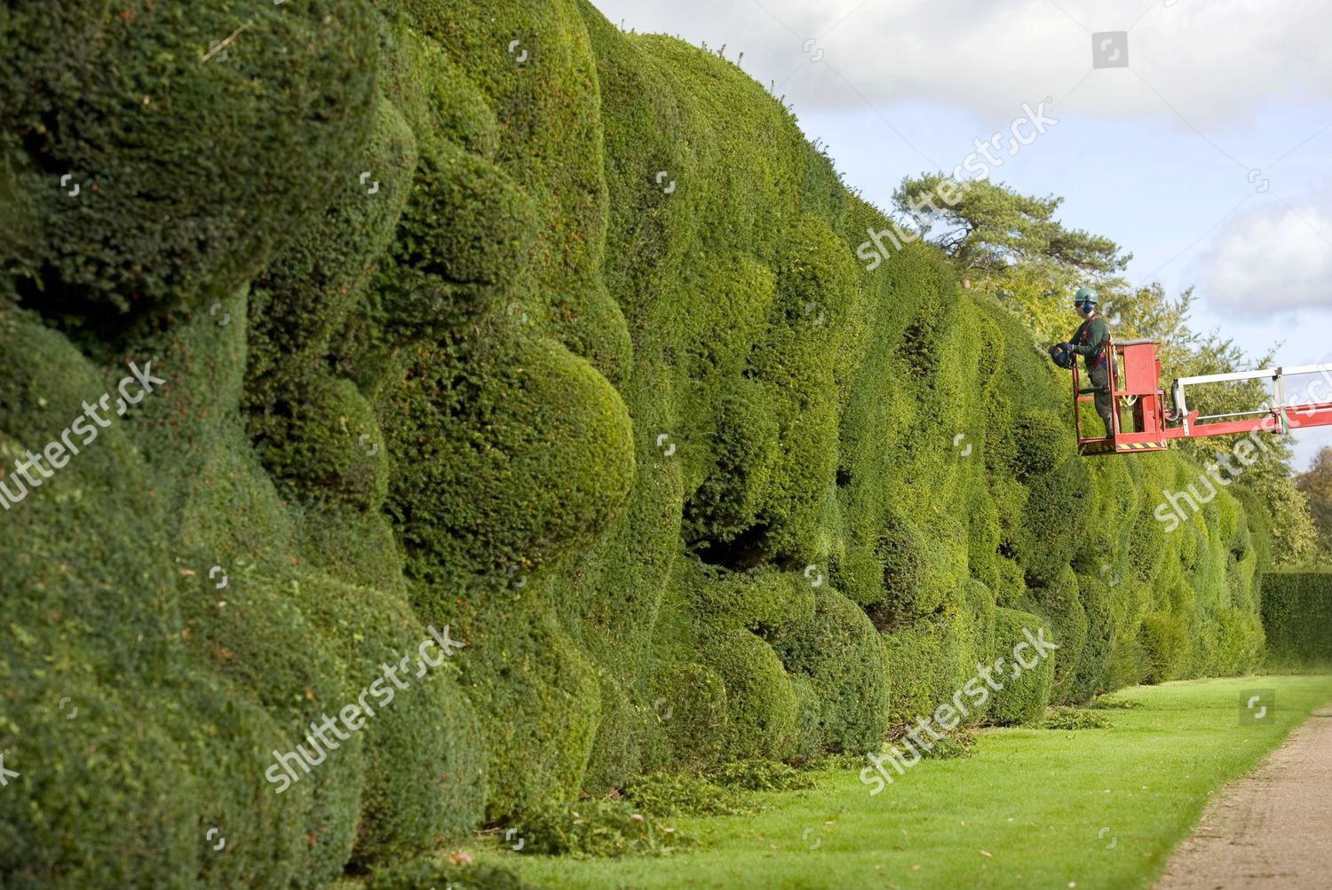 Gardener Trims Yew Hedge Editorial Stock Photo - Stock Image | Shutterstock