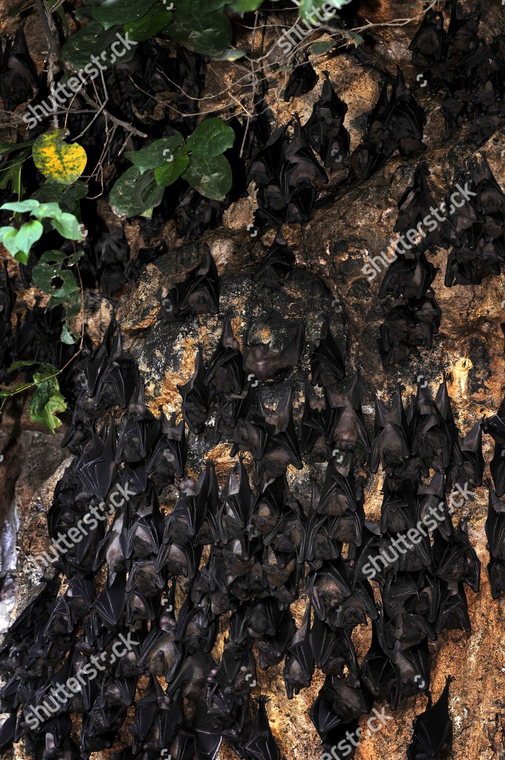 Leafnosed Bats Phyllostomidae Goalawah Temple Bat Editorial Stock Photo ...