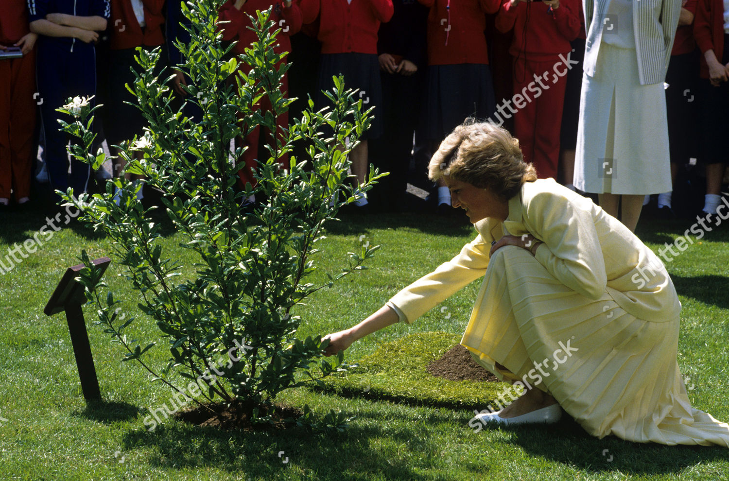 Princess Diana Planting Tree Editorial Stock Photo - Stock Image ...