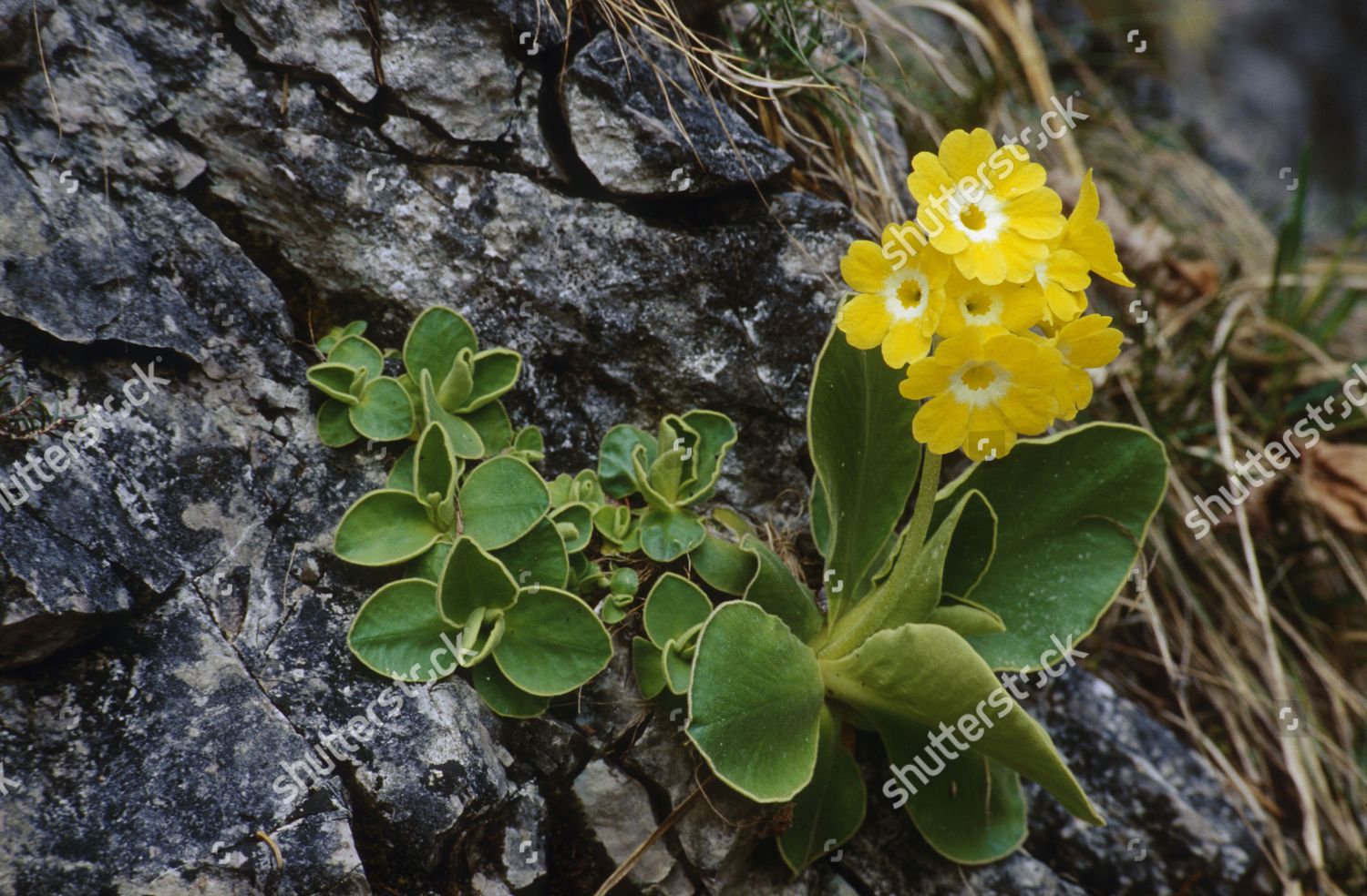 Auricula Bears Ear Primula Auricula Kalkalpen Editorial Stock Photo ...