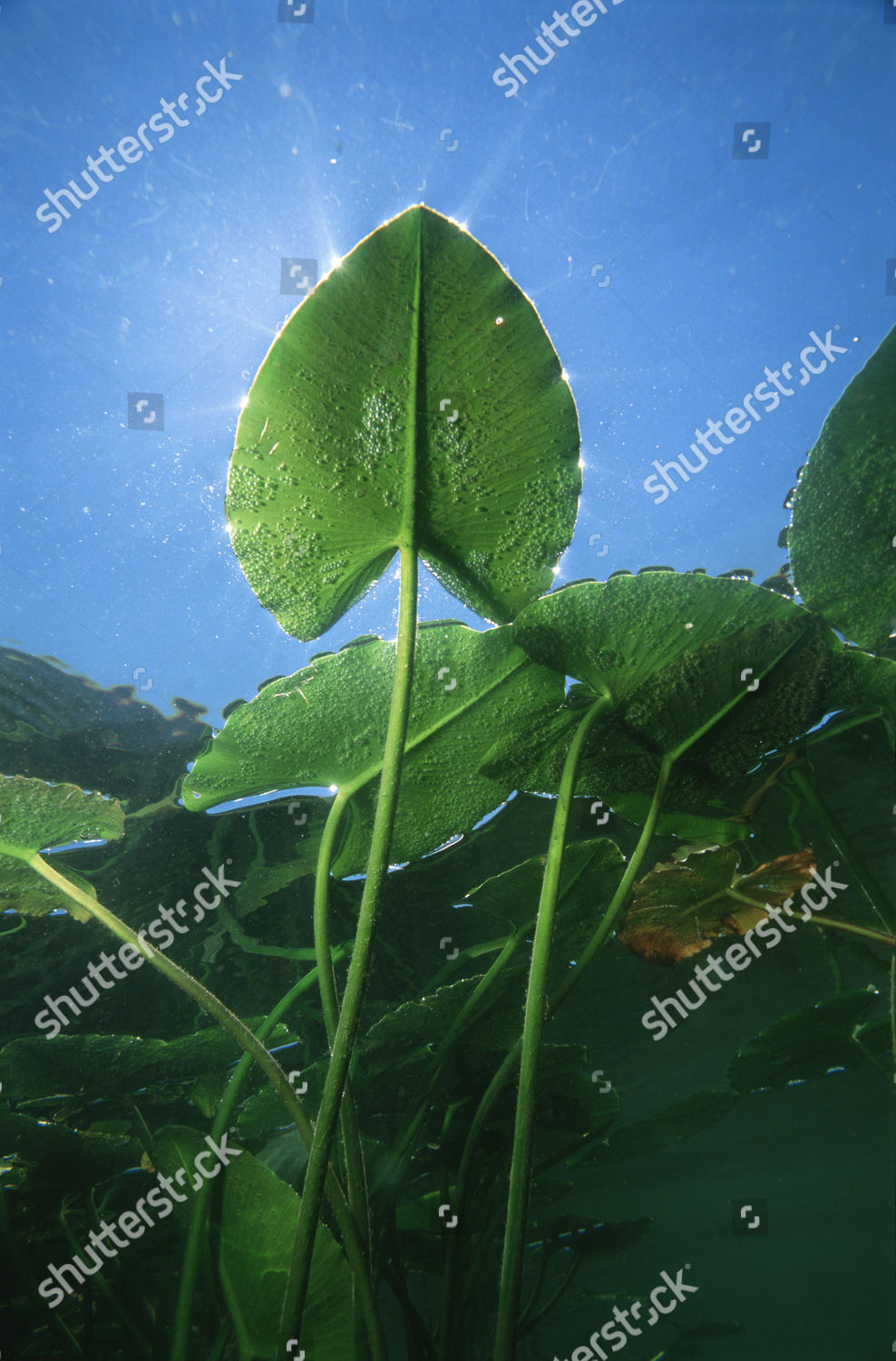 Underwater View Leaf Spatterdock Yellow Water Editorial Stock Photo ...