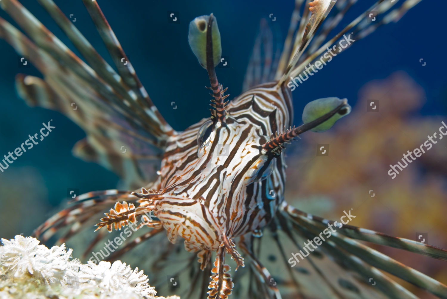 Indian Devil Firefish Lionfish Pterois Miles Editorial Stock Photo ...