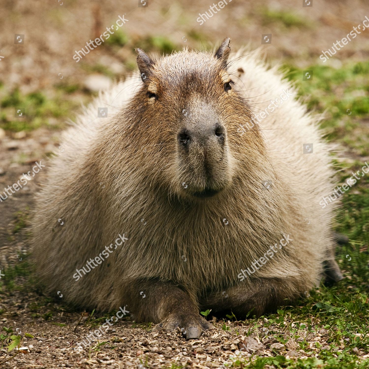 Capybara Water Hog Hydrochoerus Hydrochaeris Editorial Stock Photo ...